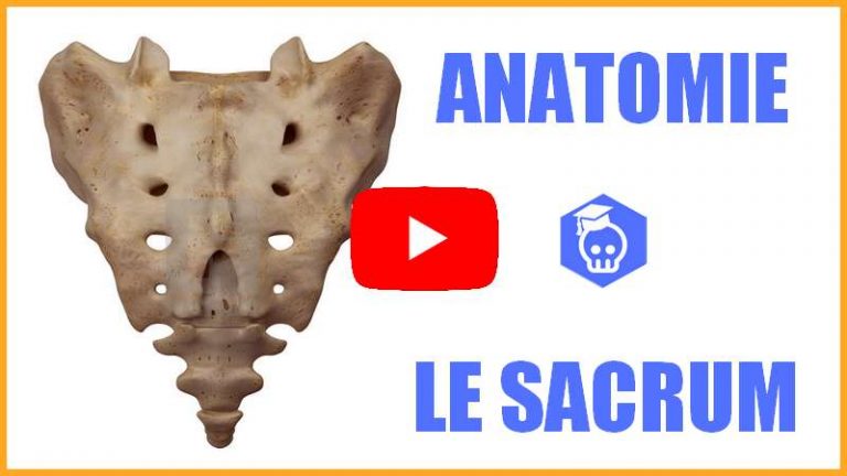 Anatomie de la région du pelvis - Structure Fonction