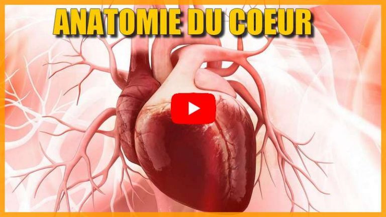 Anatomie de la région du thorax - Structure Fonction